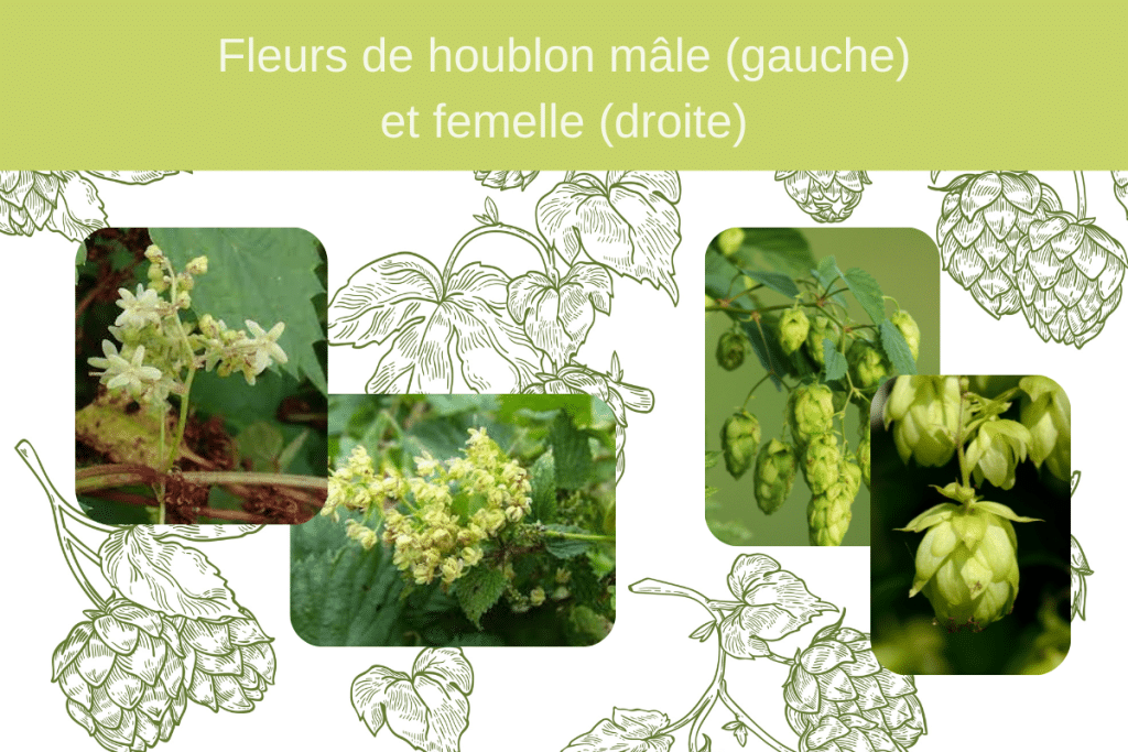 Tout savoir sur le houblon sauvage : où le trouver, le prix, toxicité ...