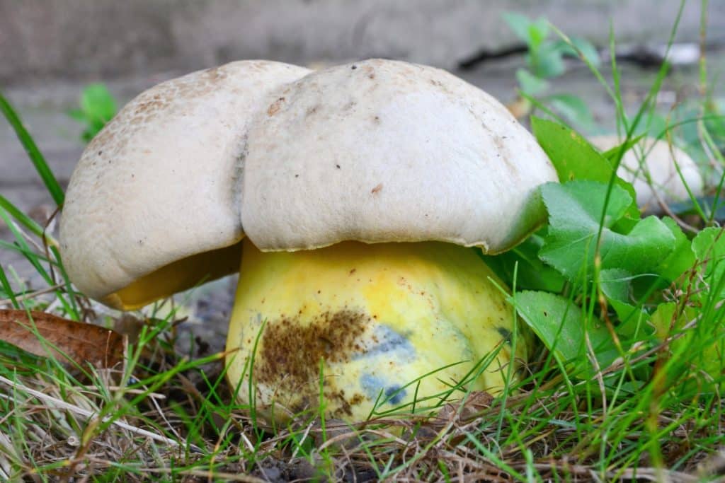 Comment identifier un bolet toxique et éviter les dangers
