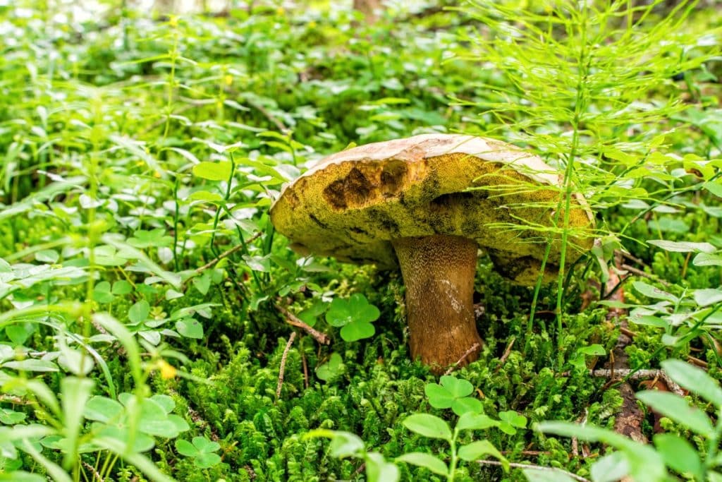 Comment identifier un bolet toxique et éviter les dangers