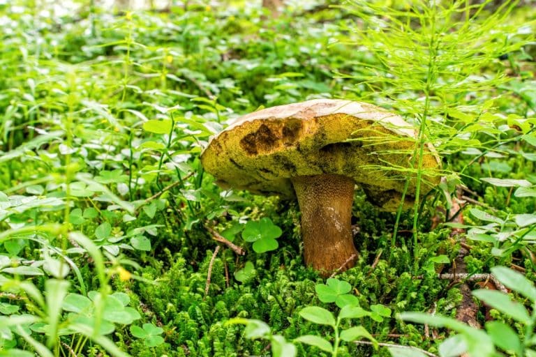 Comment identifier un bolet toxique et éviter les dangers