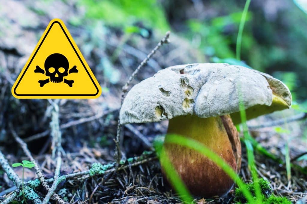 Comment identifier un bolet toxique et éviter les dangers