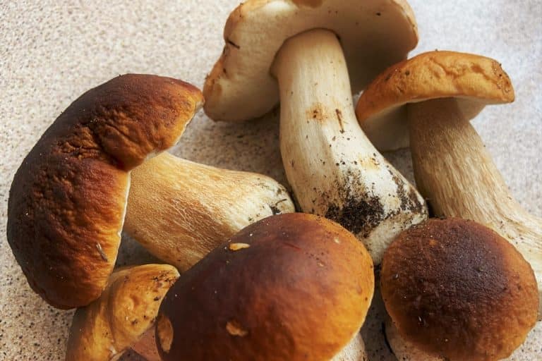 Comment identifier un bolet toxique et éviter les dangers