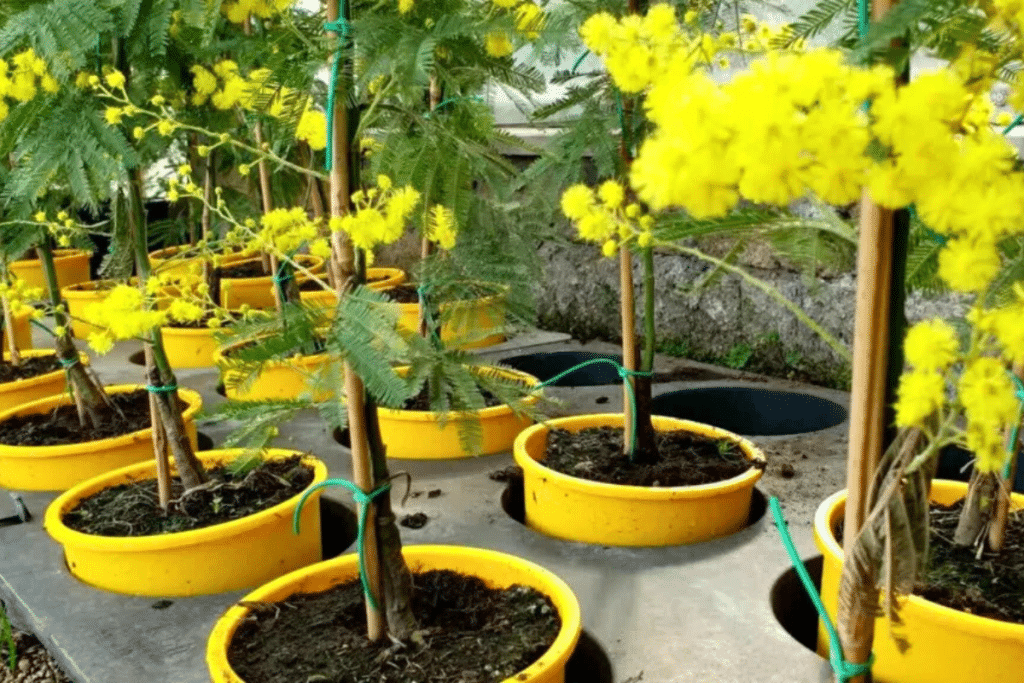 Peut-on planter un mimosa à côté d'une maison