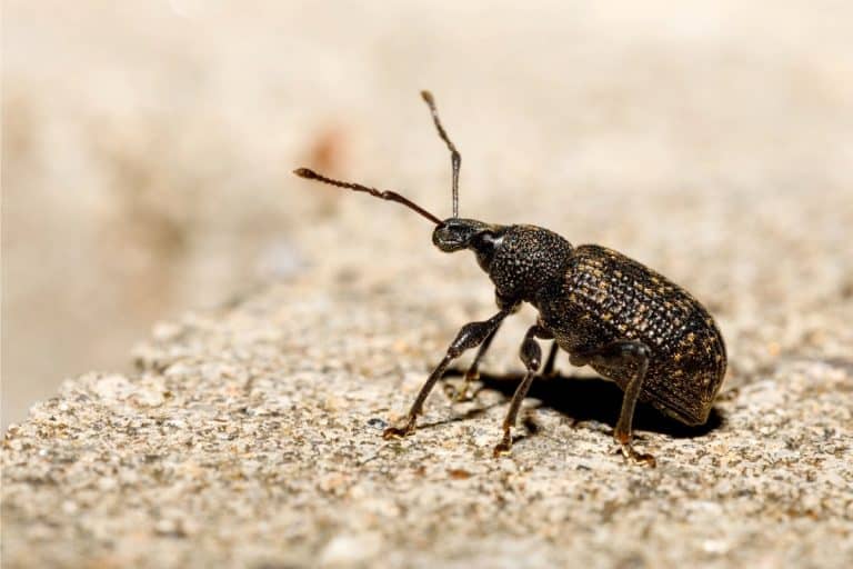 7 Petits Insectes Noirs : Comment les Identifier et Éliminer