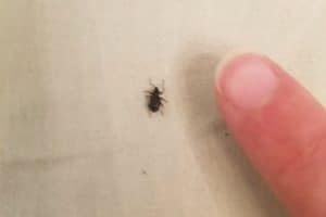 7 Petits Insectes Noirs : Comment les Identifier et Éliminer
